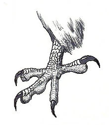 Claw | Superhero Wiki | Fandom