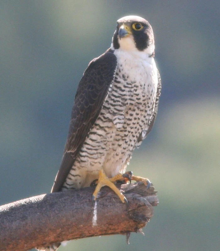 Peregrine Falcon | Superior Battles Wiki | Fandom