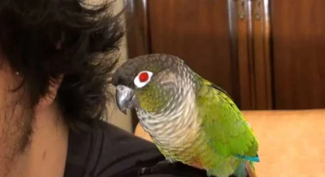 Jacques | Super Mario and Friends new Adventure Wiki | Fandom