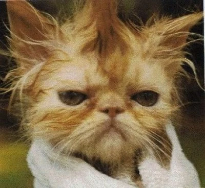 Frown Cat | Super Mario and Friends new Adventure Wiki | Fandom