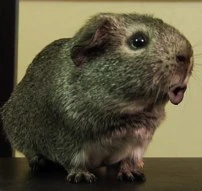 Charlie the Drunk Guinea Pig | Super Mario and Friends new Adventure ...