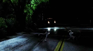 Shapeshifting | Supernatural Beings Wiki | Fandom