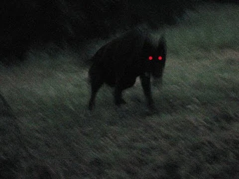 Hellhound Sightings