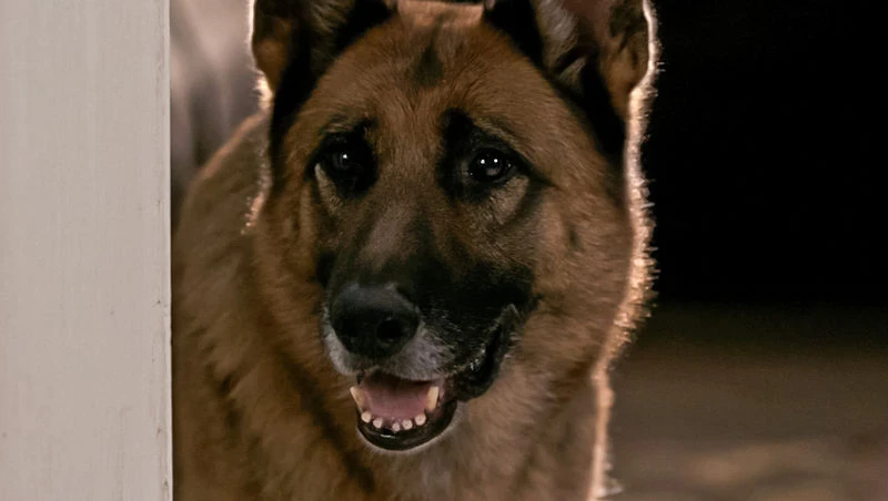 Skinwalker | Super creature Wiki | Fandom