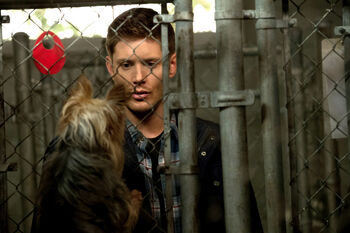 Dog Dean Afternoon | Supernatural Wiki | Fandom