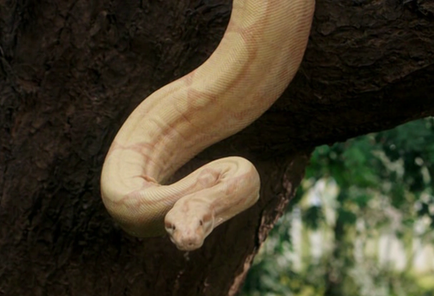 Garden of Eden's Snake | Supernatural Wiki | Fandom