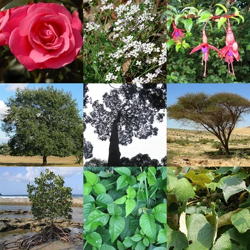 장미 분기군 조작 | 초능력 위키 | Fandom