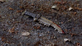 First Blade | Supernaturalverse Wikia | Fandom