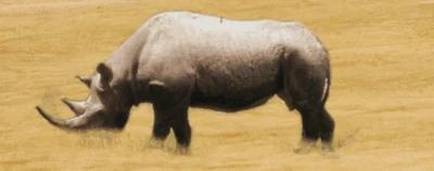 Pachyderm Form | Superpower List Wikia | Fandom