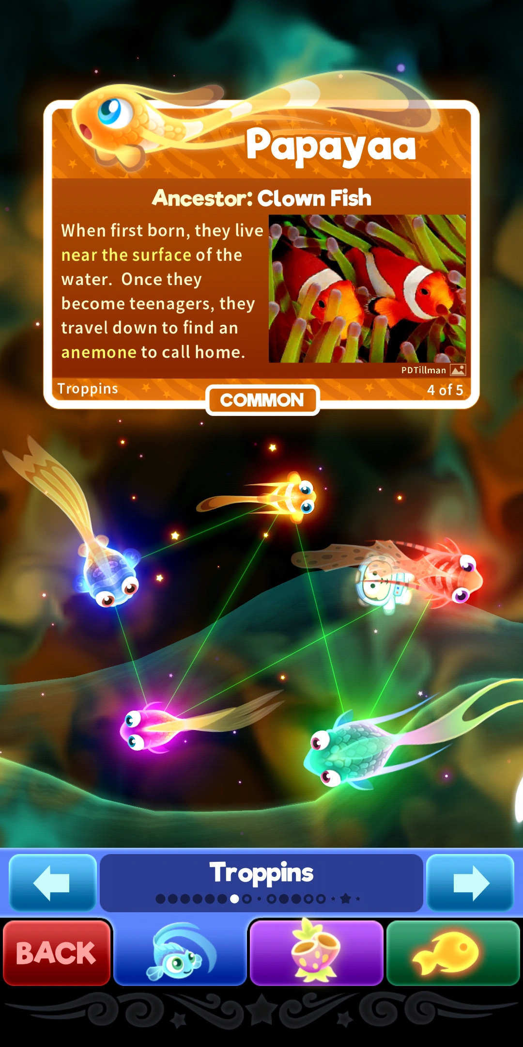 Papayaa | Super Starfish Wiki | Fandom