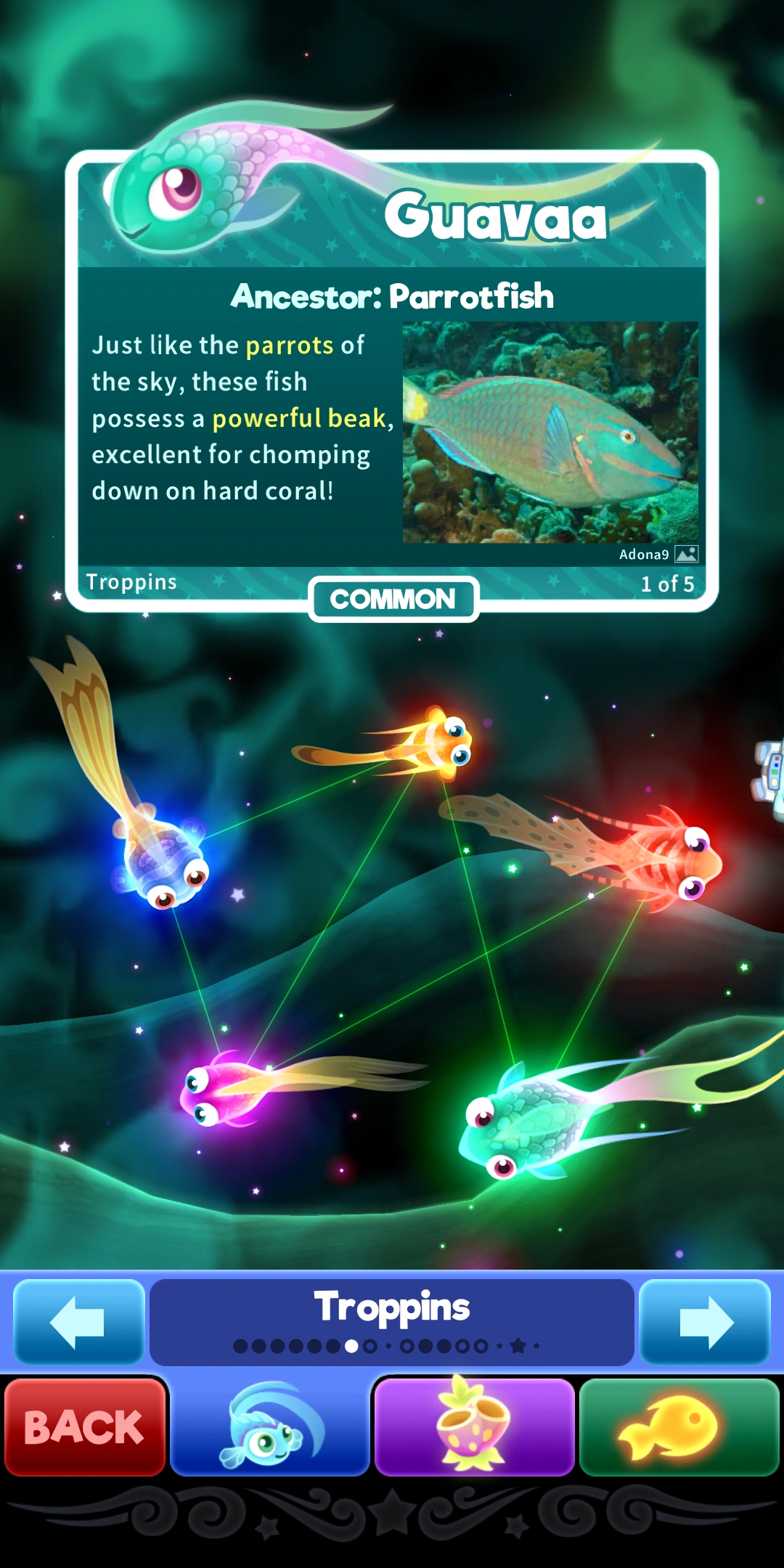 Guavaa | Super Starfish Wiki | Fandom