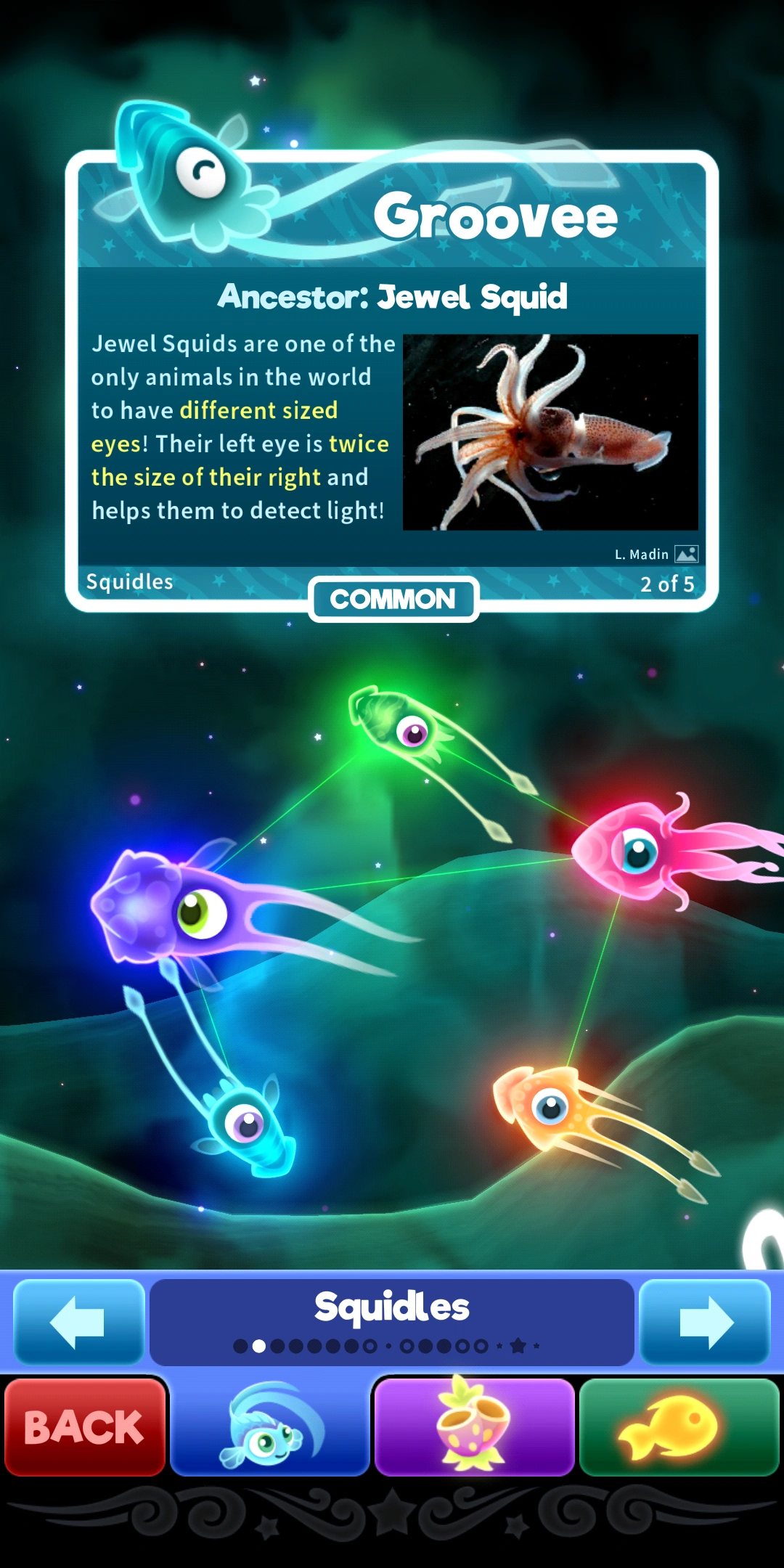 Groovee | Super Starfish Wiki | Fandom