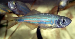 Cosmo | Super Starfish Wiki | Fandom