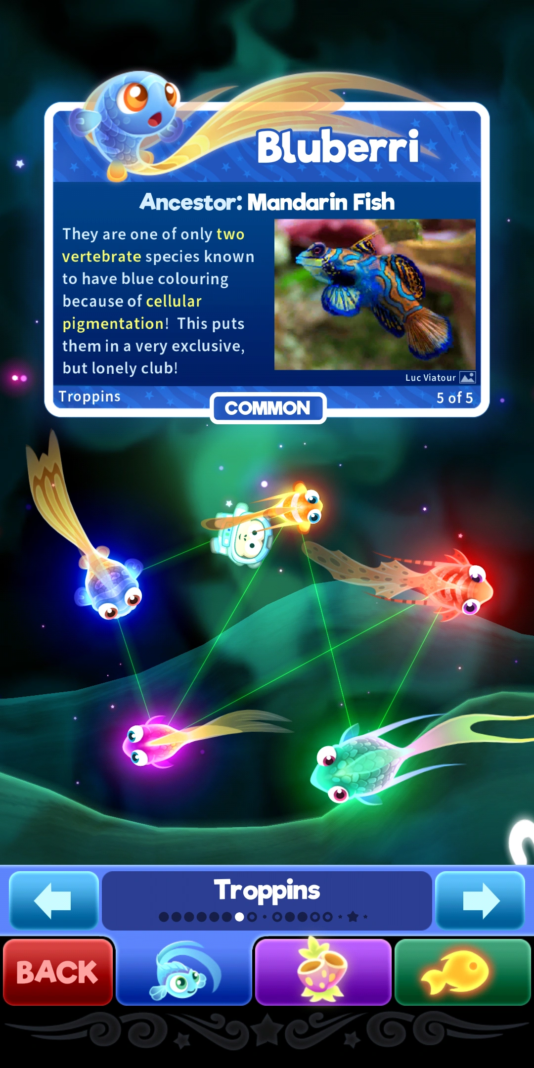 Bluberri | Super Starfish Wiki | Fandom