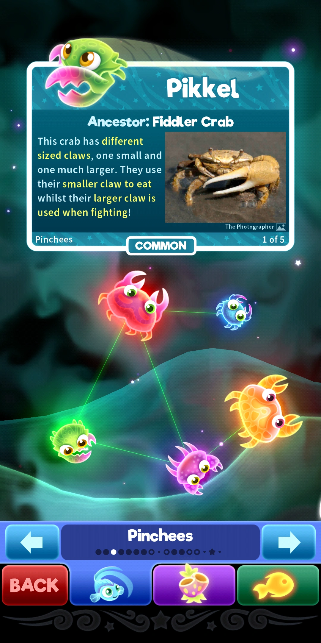 Pikkel | Super Starfish Wiki | Fandom