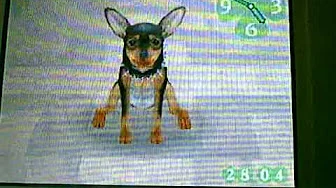 Nintendogs: Keyboard | SuppaLisa Wiki | Fandom