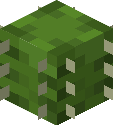 Cacti Surface Wiki Fandom