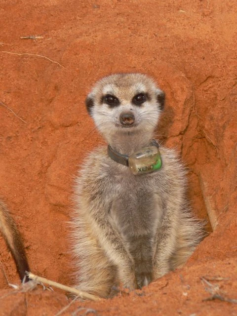 Kaluha Nequoia | Wiki Suricatos | Fandom