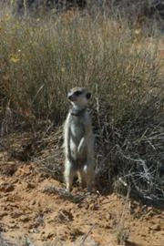 Grumpy Moomis | Wiki Suricatos | Fandom