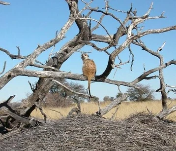 Mymble Moomins | Wiki Suricatos | Fandom