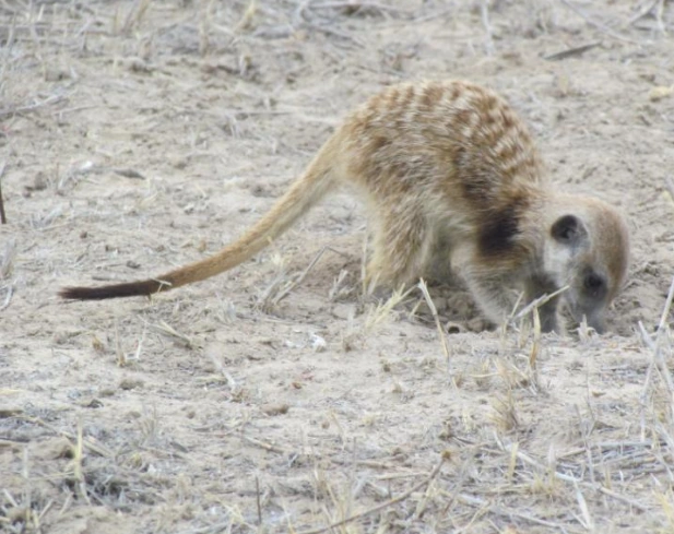 Ingna Aztecas | Wiki Suricatos | Fandom