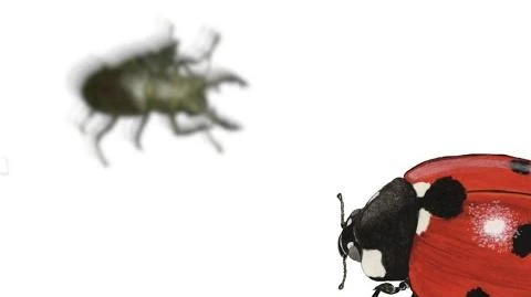 Rupert | Surreal Memes Wiki | Fandom