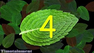 Mint Facts | Surreal Memes Wiki | Fandom