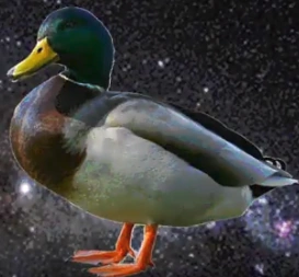 The Almighty Ducc | Surreal Memes Wiki | Fandom
