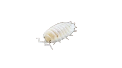 Roby | Surreal Memes Wiki | Fandom