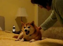 Shiber | Surreal Memes Wiki | Fandom