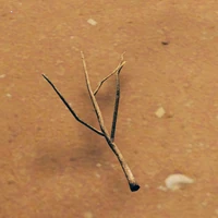 Branch - Survisland Wiki