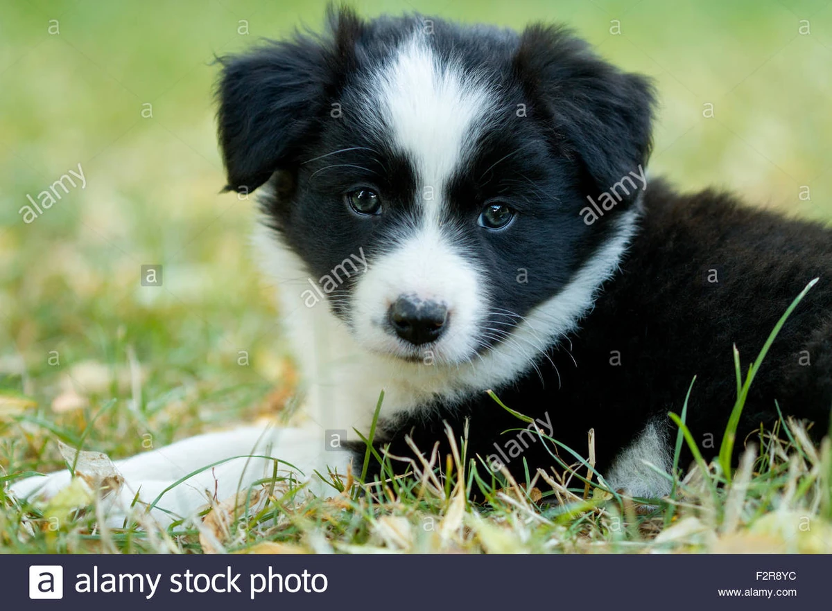 Fizz | Wiki Survivants | Fandom