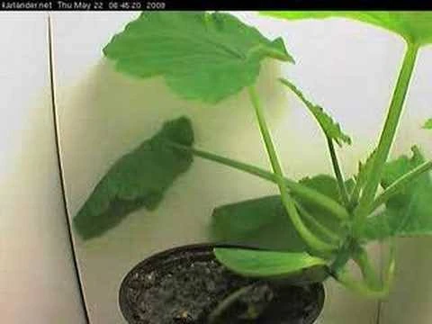 SCP-506 | Survive The Disasters Fanon Wiki | Fandom