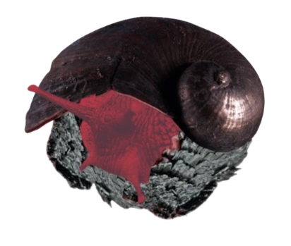 Graves' Colossal Snail | Mesozoic Survival Wiki | Fandom