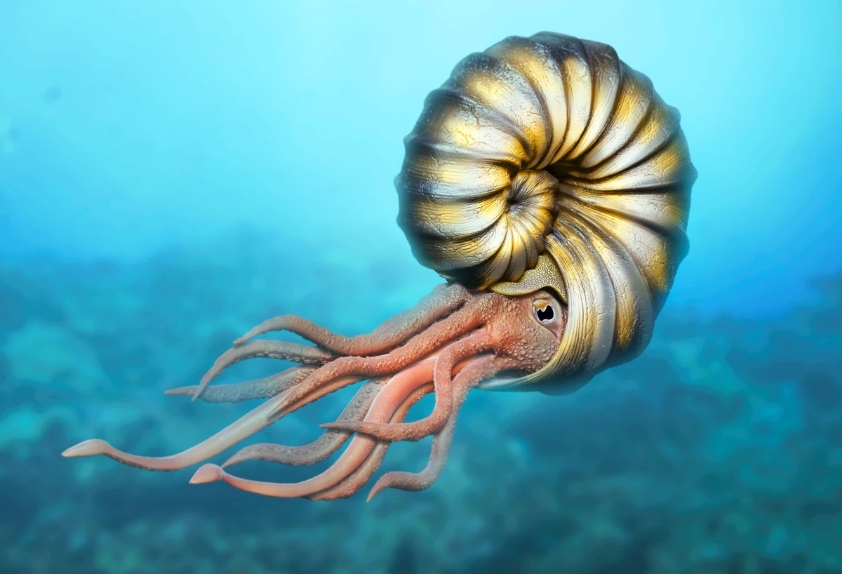Ammonites | Mesozoic Survival Wiki | Fandom