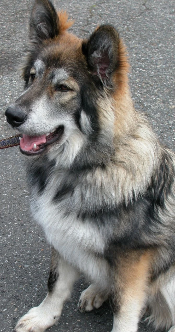 Sedge | Survivor Dogs fanfiction Wiki | Fandom