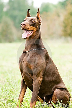 Shiv | Survivor Dogs fanfiction Wiki | Fandom