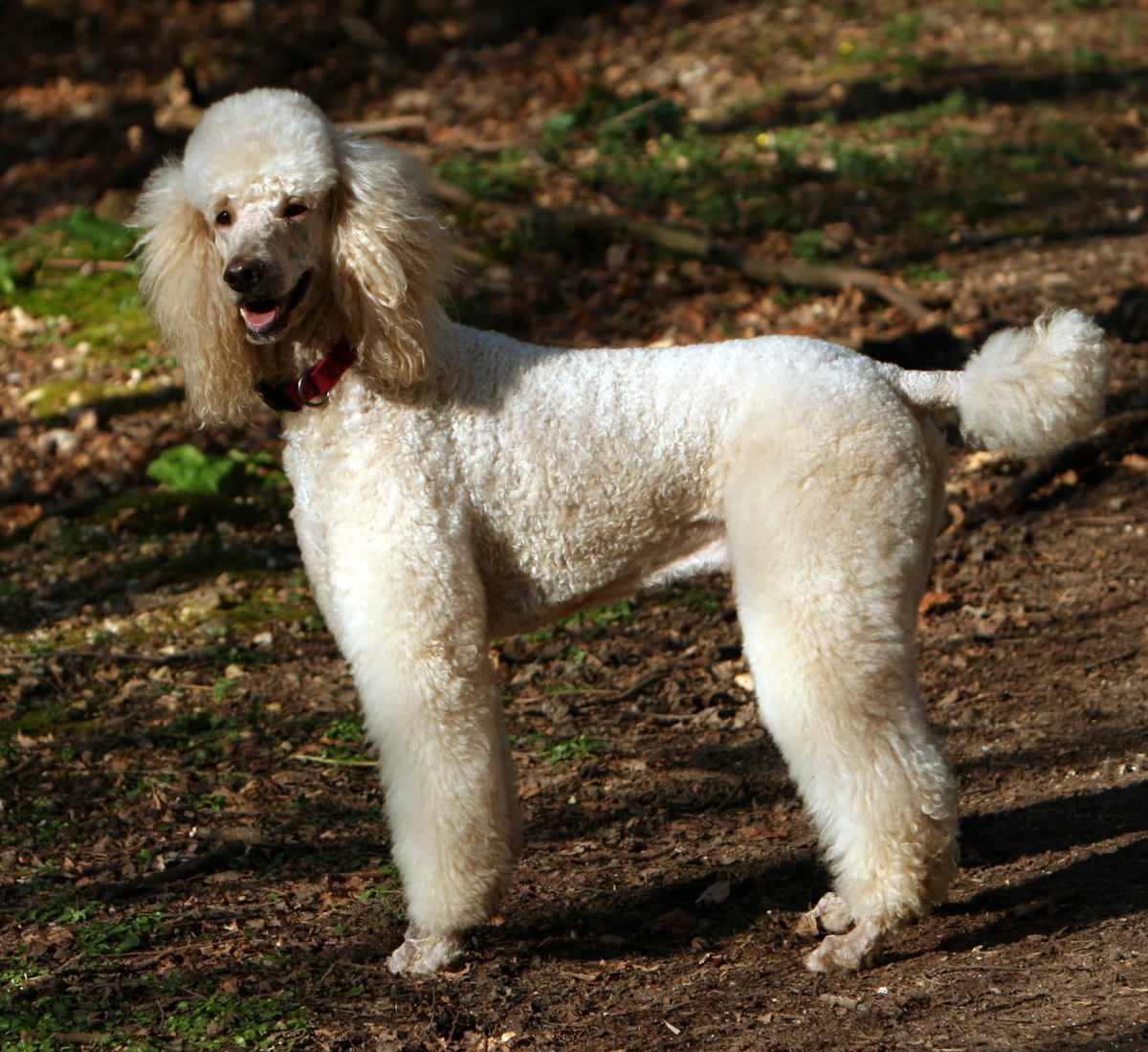 Princess | Survivor Dogs fanfiction Wiki | Fandom