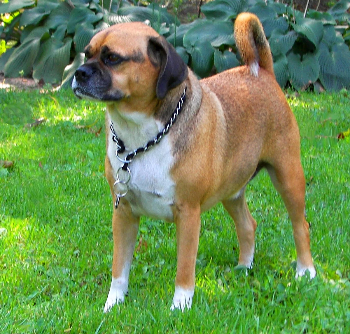 Ariel | Survivor Dogs fanfiction Wiki | Fandom