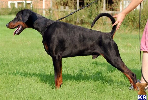 Roscoe | Survivor Dogs fanfiction Wiki | Fandom