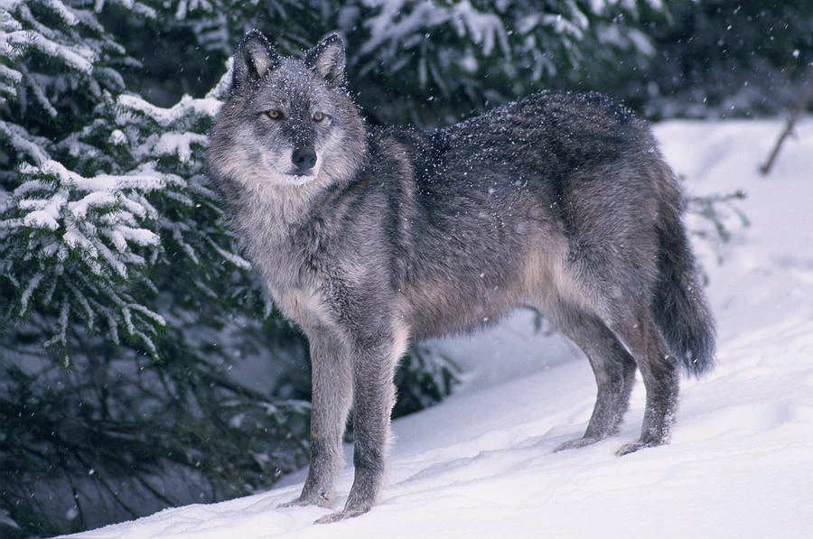 Snow | Survivor Dogs fanfiction Wiki | Fandom