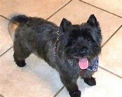 Scamper | Survivor Dogs fanfiction Wiki | Fandom