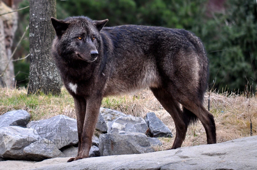 Midnight | Survivor Dogs fanfiction Wiki | Fandom