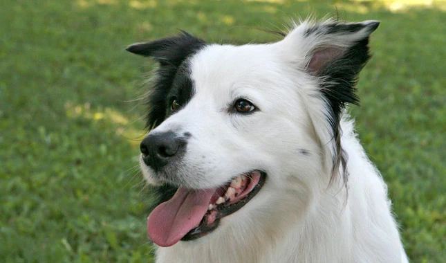 Dart | Survivor Dogs Wiki | Fandom