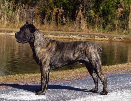 Fiery | Survivor Dogs Wiki | Fandom