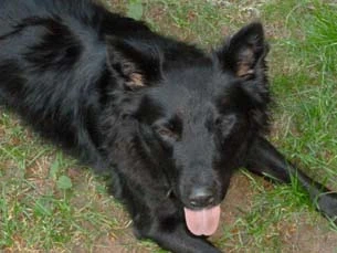 Thorn | Survivor Dogs Wiki | Fandom