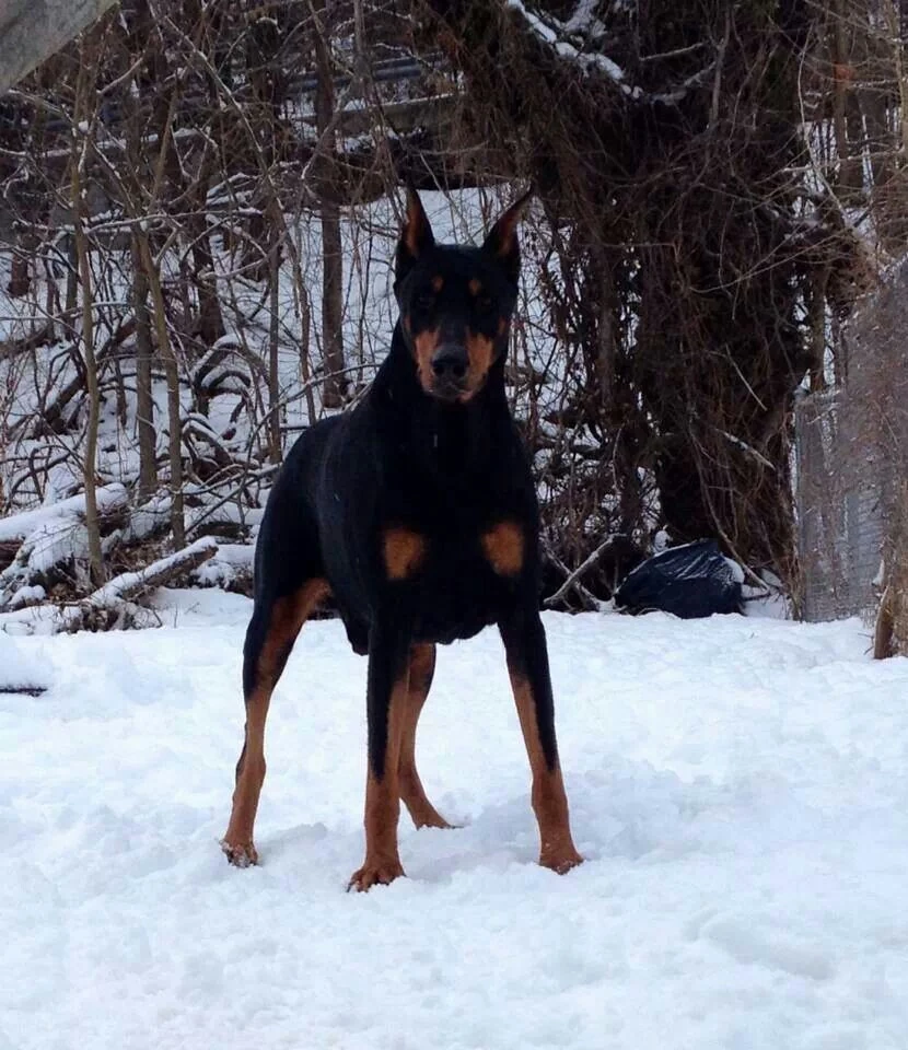 Blade | Survivor Dogs Wiki | Fandom