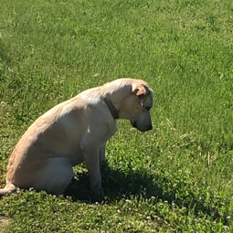 Rupert | Survivor Matariki Org Wiki | Fandom