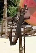 Immunity Necklace | Survivor Wiki | Fandom