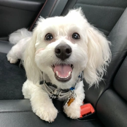 Trevor | Survivorischaivivorg Wiki | Fandom